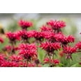 10 Panorama RED BEE BALM Monarda Didyma Oswego Tea Herb Flower Seeds ...