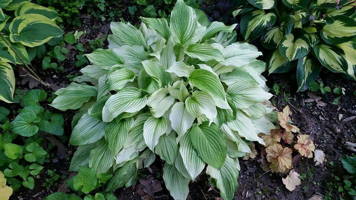 White Feather Hosta - Unbelievable/Rare - 1 Bareroot - Walmart.com