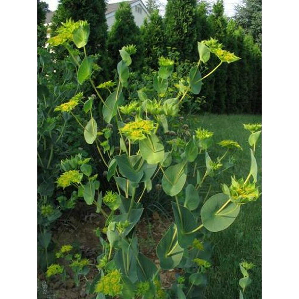 Bupleurum Griffithii (Griffitti) BULK 1,000 Seeds Nice Garden Flower ...