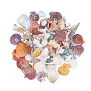 Conch Shell Large Sea Shells Garden Quality 6"-8" Conch Sea Shell Decor ...