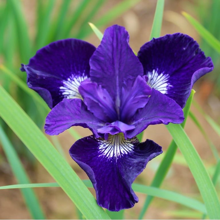 Blue Siberian Iris