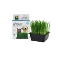 Mini Organic Pet Grass Kit - Grow Wheatgrass for Pets: Dog, Cat, Bird ...