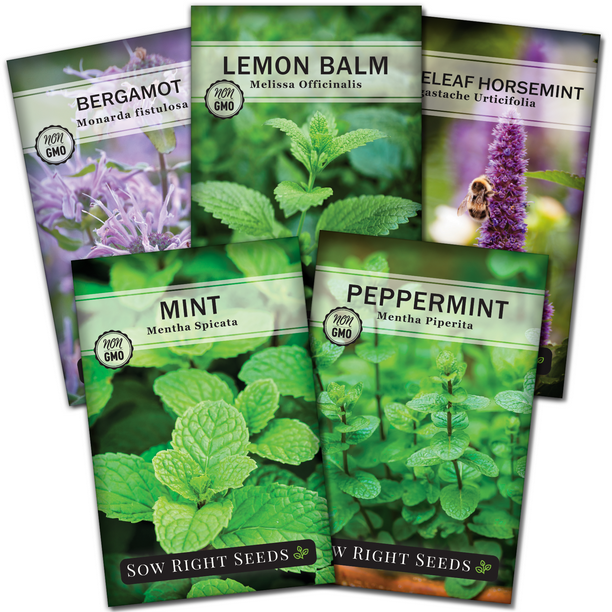 Mint Seed Collection - Non GMO Varieties - 5 Count - Walmart.com