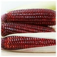 Everwilde Farms - 1/4 lb Ruby Red Ornamental Corn Seeds (Treated ...