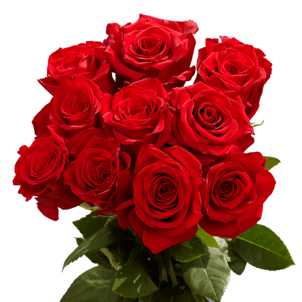 50 Stems of Red Roses- Beautiful Fresh Cut Flowers- Express Delivery ...