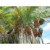 10 PYGMY DATE PALM Phoenix Roebelenii Dwarf Miniature Ornamental Fruit ...