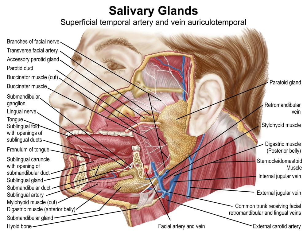 anatomy-of-human-salivary-glands-poster-print-16-x-12-walmart