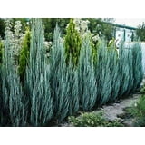 Blue Arrow Juniper - 1 Live Gallon Size Tree - Juniperus Scopulorum ...