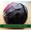 Vegetable Seeds- Cabbage-Mammoth Red Rock Cabbage -50 Seeds - Walmart.com