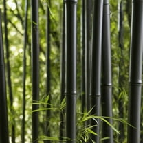 300+ Giant Bamboo Seeds for Planting - Exotic and Fast Growing ...