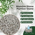 NOGIS Horticultural Pumice Stone for Plants, Succulent, Cactus, Bonsai ...