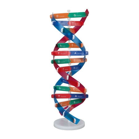 Ecomeon Human DNA Model Toy,Human DNA Model,Human DNA Model Colorful ...