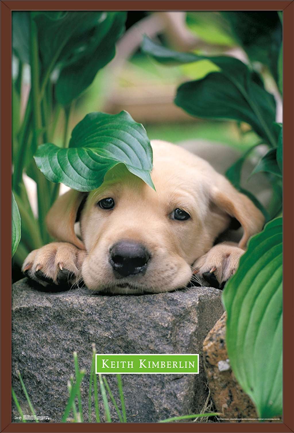 Keith Kimberlin - Puppy - Lazy Days Wall Poster, 22.375" x 34", Framed ...