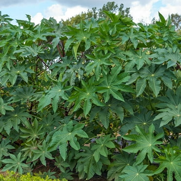 Outsidepride Castor Bean Ricinus Communis Gibsonii Seeds - 100 Seeds ...
