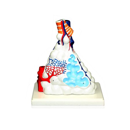 E09510 Human Pulmonary Alveoli Model | Dissected to Reveal The Alveolar ...