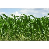 Seedville USA, 100 Iochief Yellow Sweet Corn Seeds, Zea Mays, Golden ...