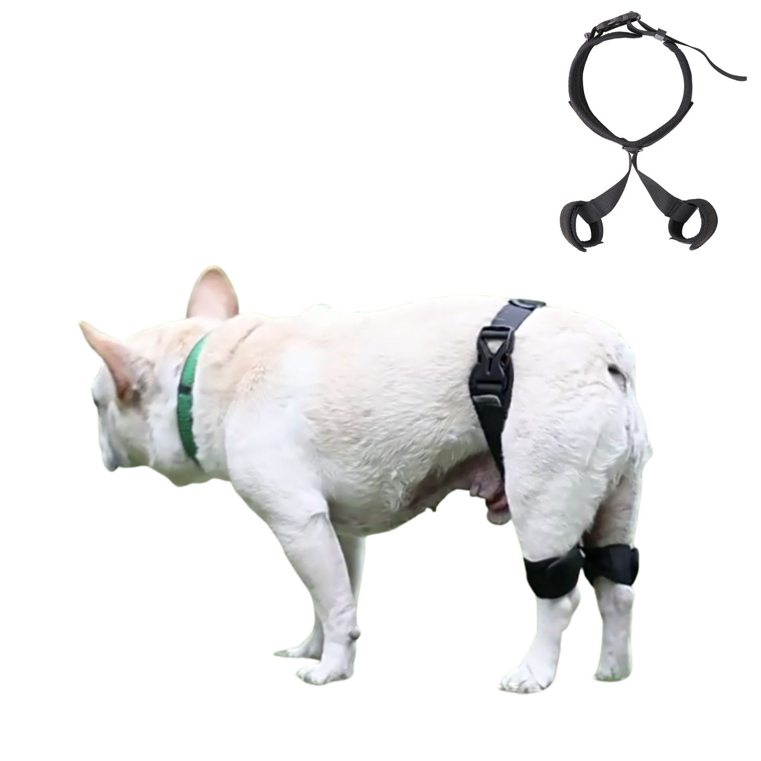 BT Bear Dog Knee Brace For Support With Cruciate Ligament Injury, Joint ...