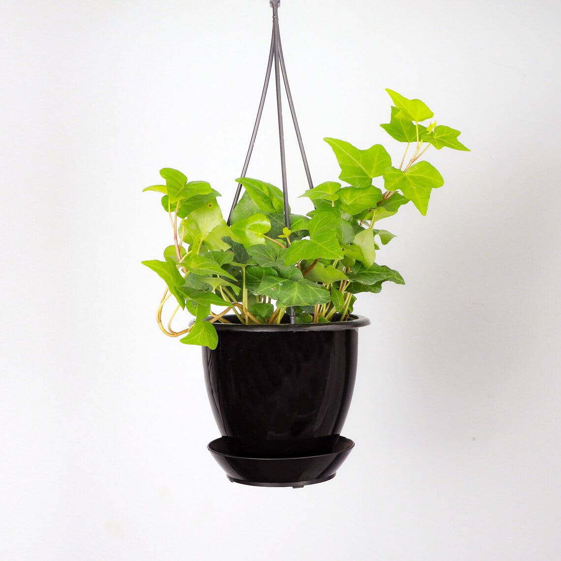 Live Green English Ivy Plant - 4" Hanging Pot - Black - Walmart.com
