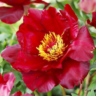 5 Mixed Color Peony Roots for Planting - Grow Beautiful Perennial Peony ...