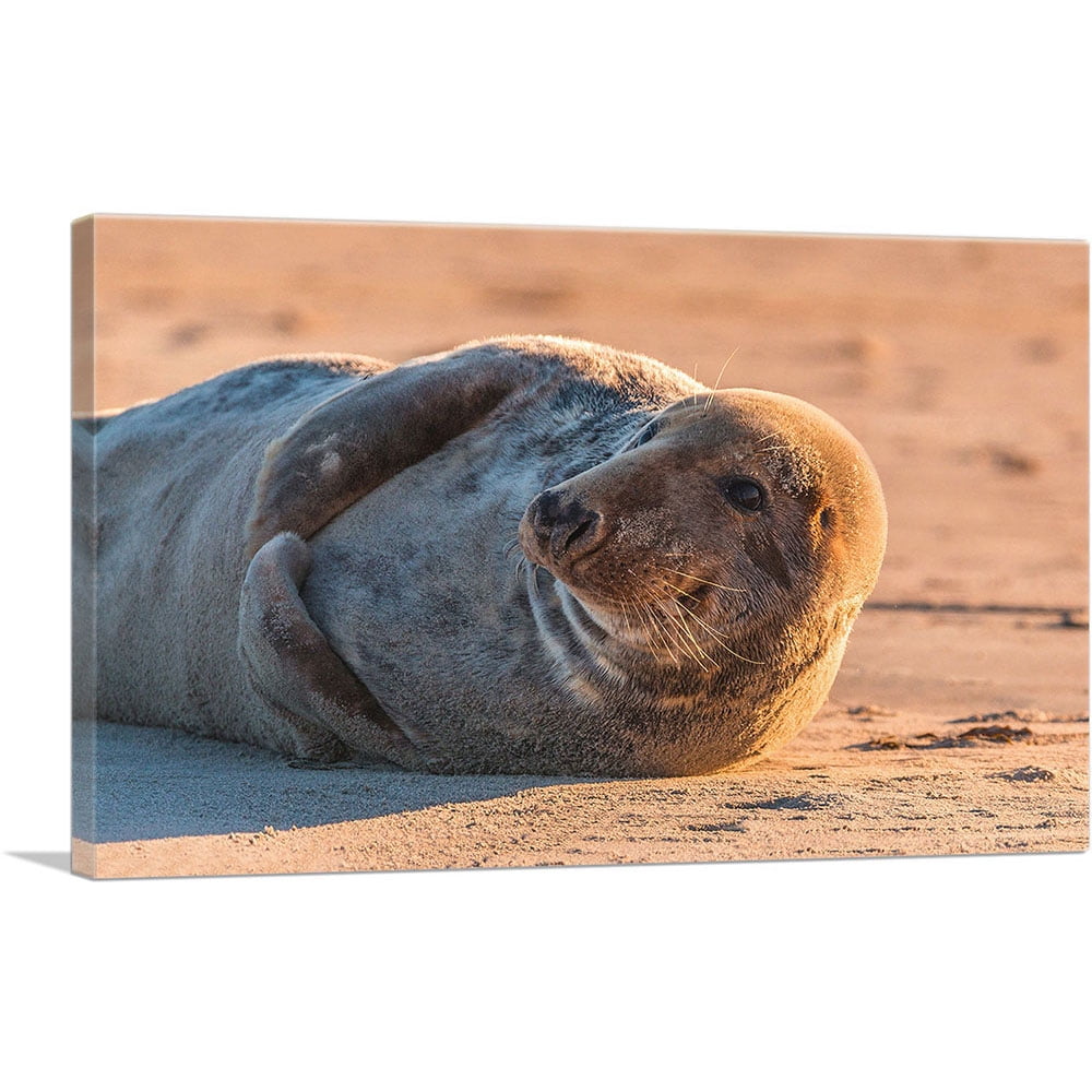 ARTCANVAS Grey Seal Home decor Canvas Art Print - Size: 12" x 8" (0.75 ...