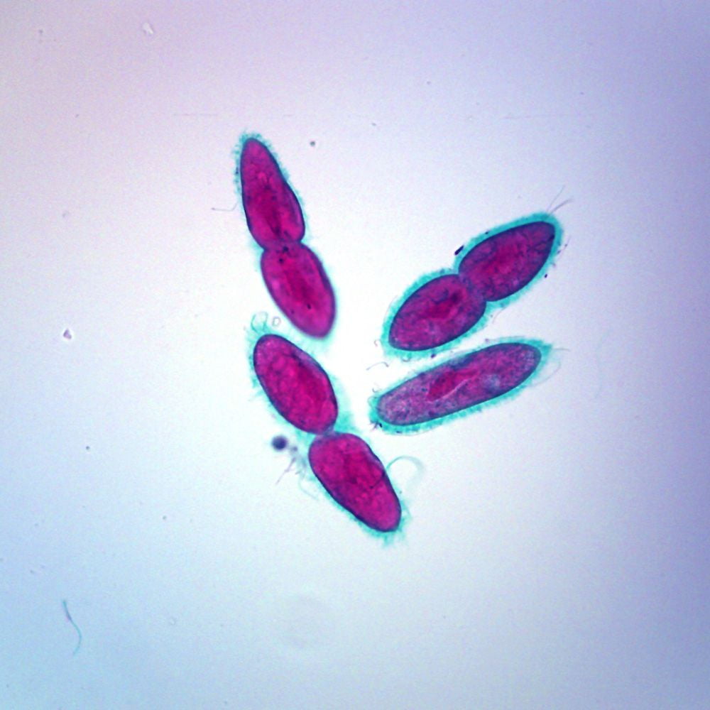Euglena Prepared Slide