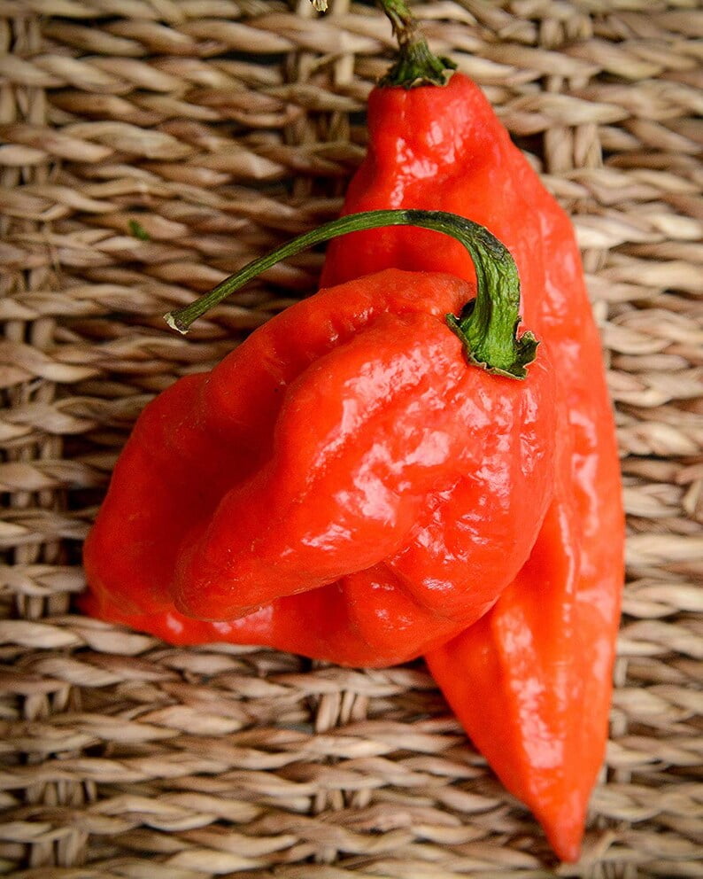 Broadhead (Ghost to Reaper to Trinidad Scorpion) Pepper Premium Seeds ...