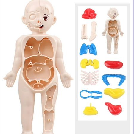 Children Plastic Human Body Model Ribs Educational Torso Toy Early ...