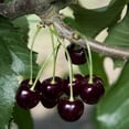2 Wild Black Cherry Trees Bare Roots, Sweet Cherry Fruit Tree, 3-4 Ft ...