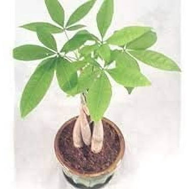 Live Weeping Willow Money Tree Bonsai - Thick Trunks, Fast-Growing ...