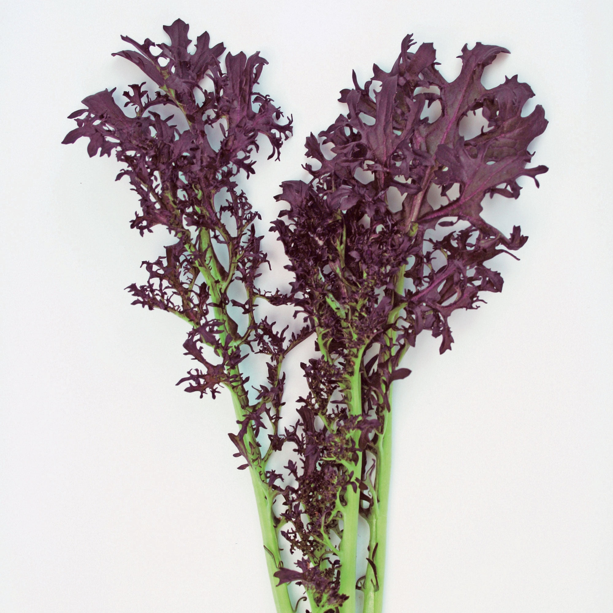 Mustard Seeds - Scarlet Frill - Hybrid - 2 g Packet ~500 Seeds - Non ...