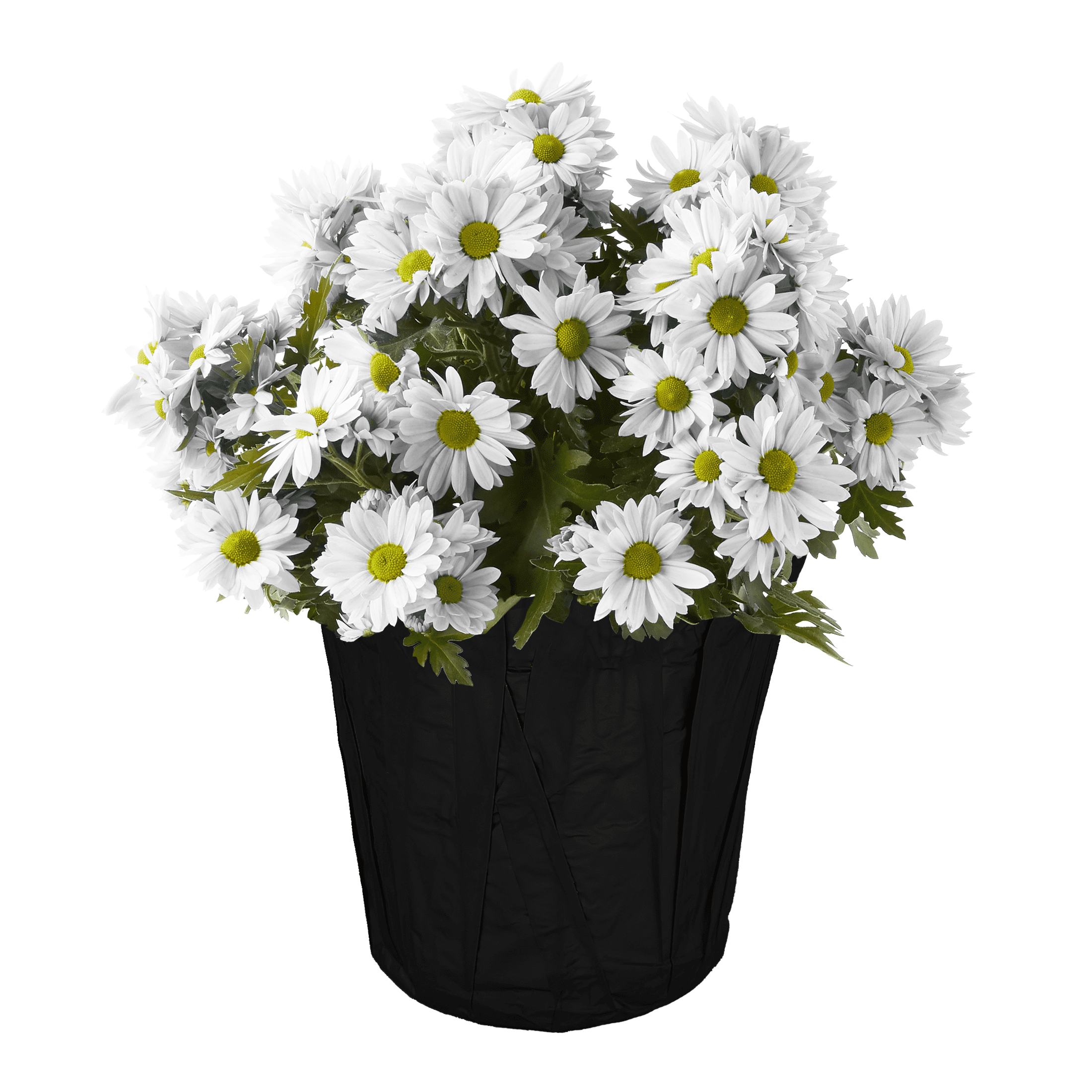 Better Homes and Gardens 6-Inch Floral Mum, White - Walmart.com