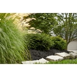 Hyponex by Scotts Black Mulch, 2 cu. ft., Provides Year-Long Color ...