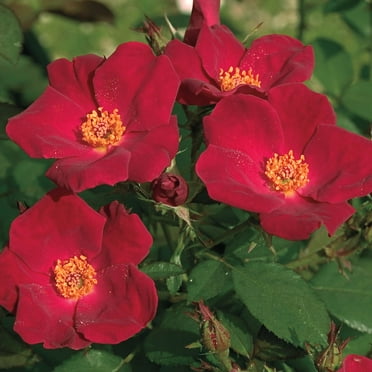 Blaze Dormant Bare Root Climbing Rose, Includes one dormant plant per ...