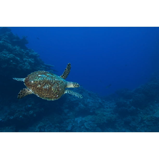 Oahu Turtle Bay Resort