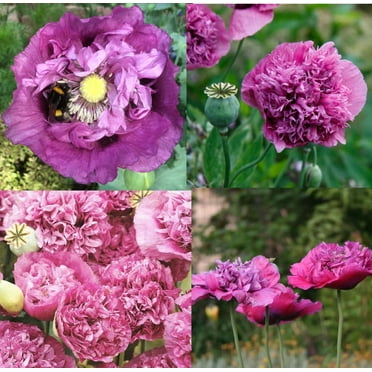 Iceland Poppy Seeds Flower Mix, 3000 Heirloom Flower Seeds Per Packet ...