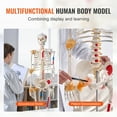 KFFKFF Anatomical Skeleton Model, 71.65" Full Scale, Precise PVC ...