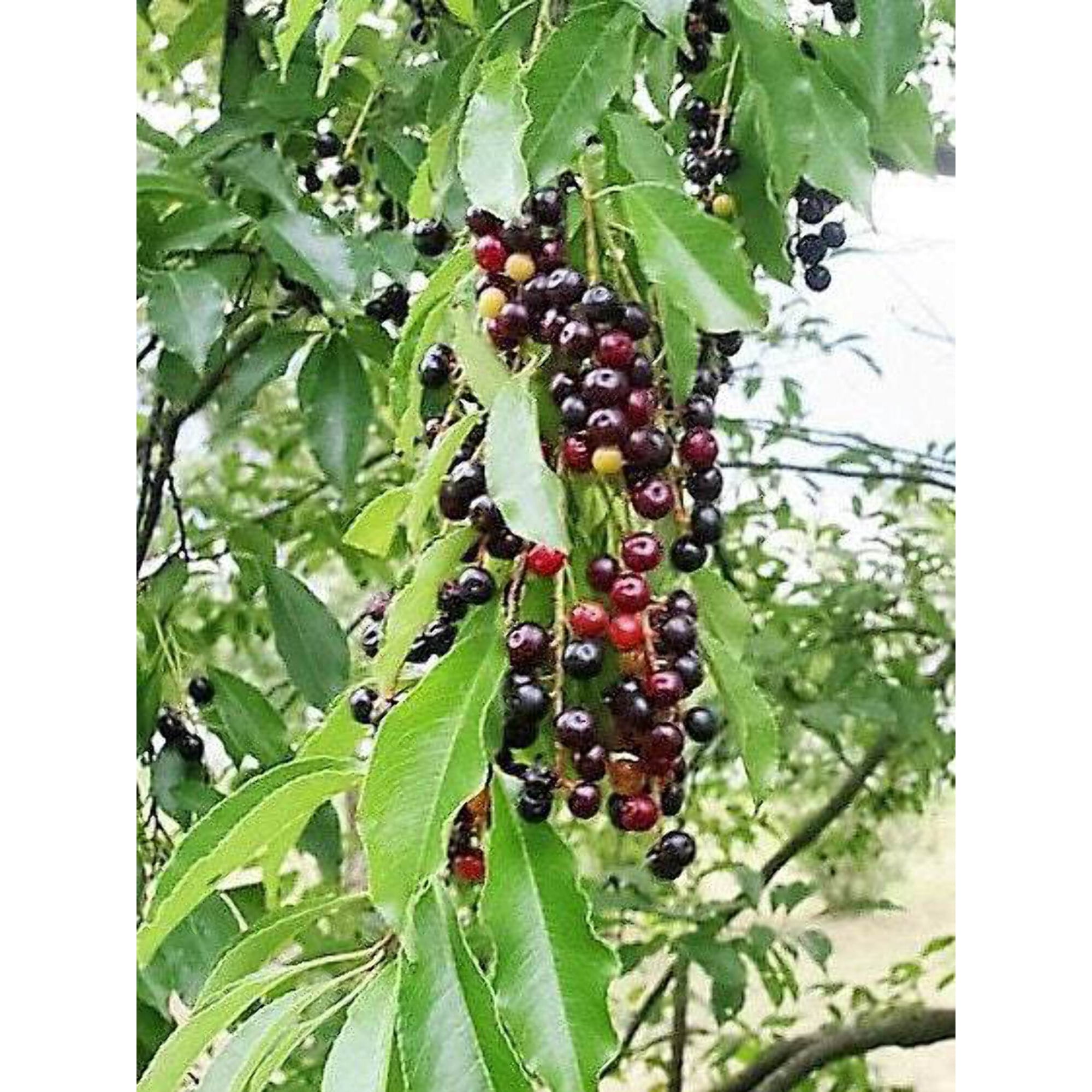 Click here for Seedville Usa 30 Black Cherry Fruit Tree Prunus Se... prices
