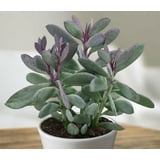 Vertical Leaf Succulent Plant - Senecio crassissimus -Easy House Plant ...
