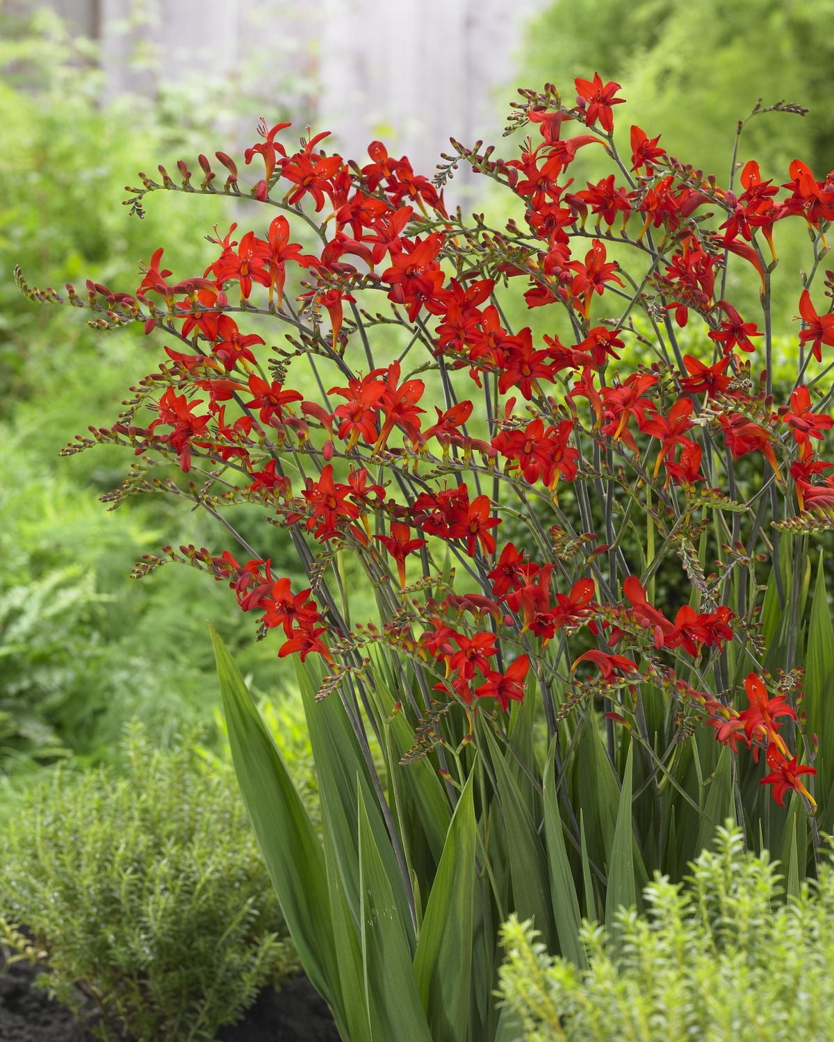 Crocosmia Lucifer, Crocosmia Lucifer 8 Bulbs - Walmart.ca