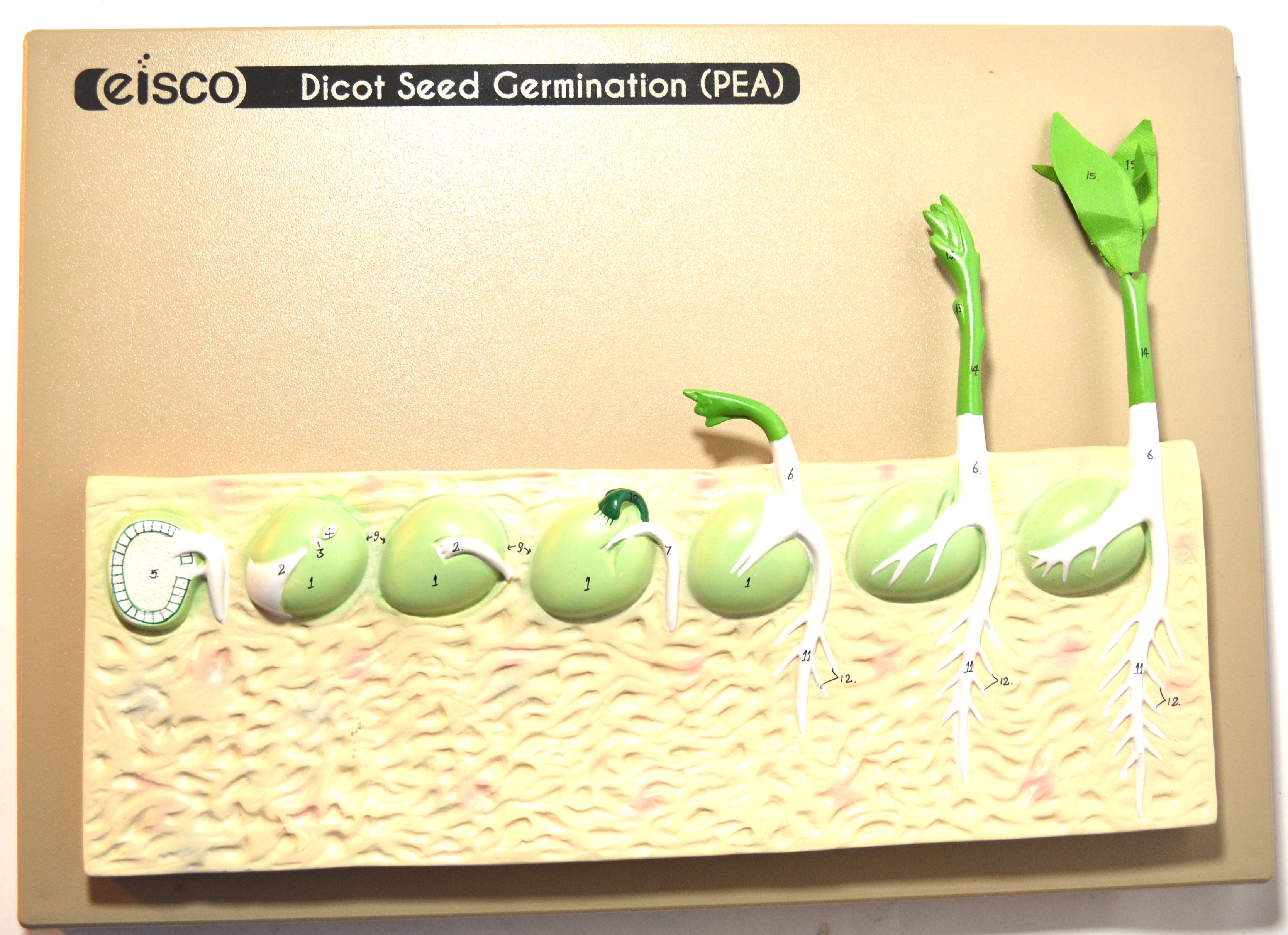 Eisco Labs Seed Germination Model (Pea) on base; 14 inches - Walmart.com