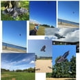 "HENGDA KITE Large 71"" Strong Eagles! Beginner Eagle Kites for ...