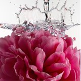 Athena Club Glossy Shave Oil - 8oz, Petal Bloom - Walmart.com