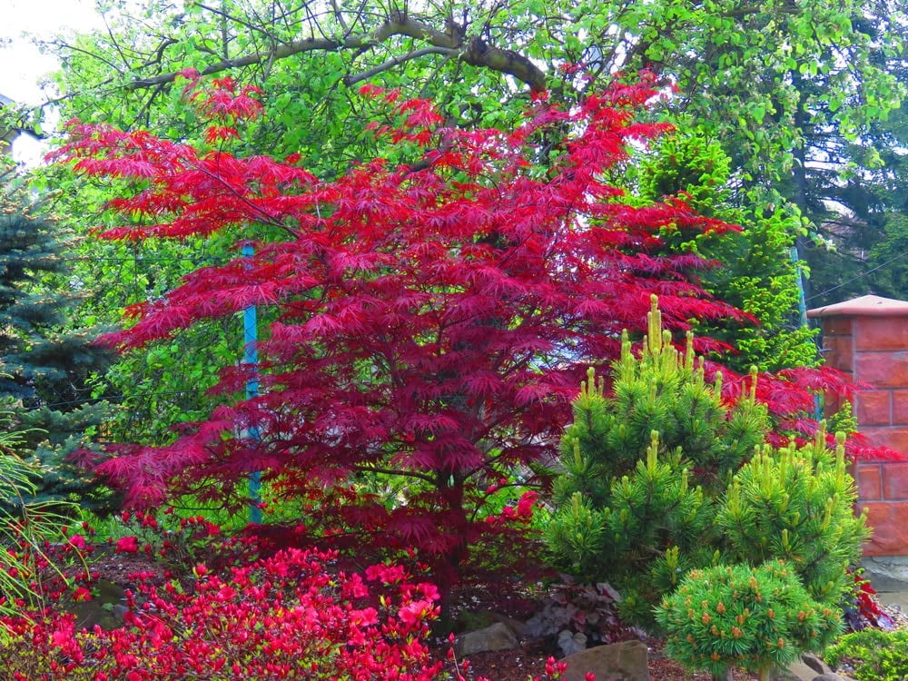 Amur Maple Tree Seeds for Planting - 30 Seeds - Acer tataricum ginnala ...