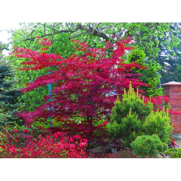Amur Maple Tree Seeds for Planting - 30 Seeds - Acer tataricum ginnala ...