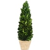 BOXWOOD WORLD Preserved Boxwood Ball Topiary for House Decor Potted ...