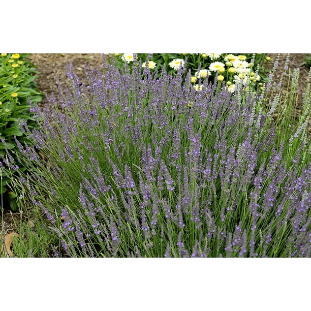 Dilly Dilly Lavender Herb - Perennial - Indoors or Out - Gallon Pot ...