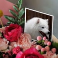 3drose, Portrait of an American Eskimo Dog - Us05 Zmu0127 - Zandria ...