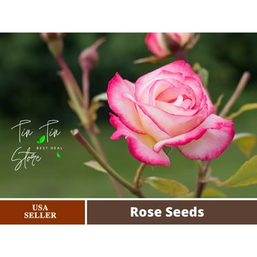 30 Rare Blue Climbing Rose Bush Seeds, Authentic Mix Seeds for Planting ...