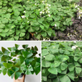 Green Shamrock Live Plant in 4 Inches Pot, 4 - 7 Inches Tall, Shamrock ...