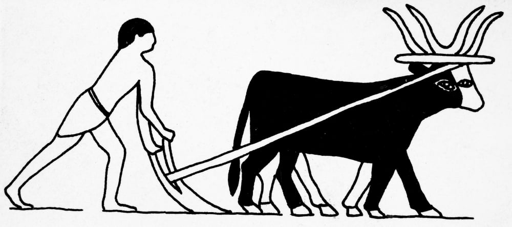 Plowing Egypt C2000 BC Nplowing With Oxen Yoked By Their Horns Probably ...